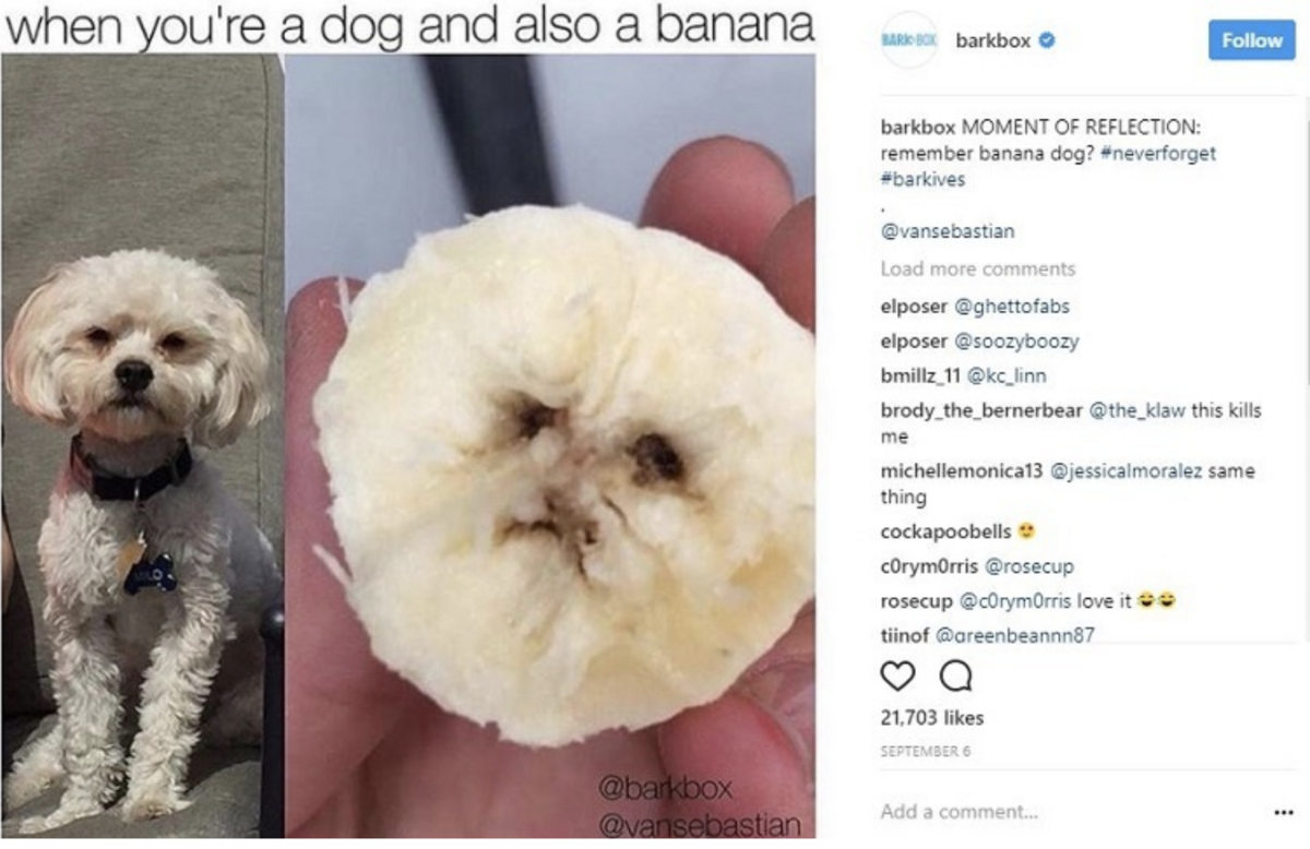 BARKBOX: MAKING MILLIONS THROUGH MEME MARKETING